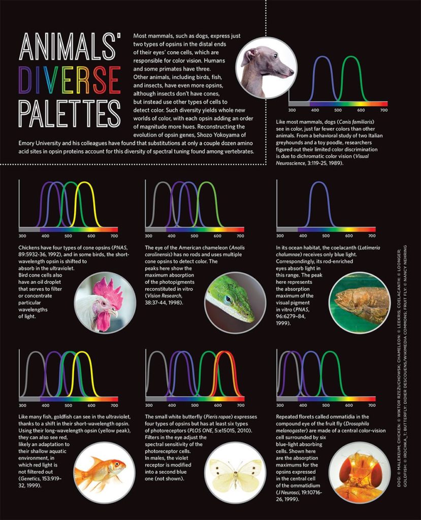 Animals' Diverse Palettes - Content Geek